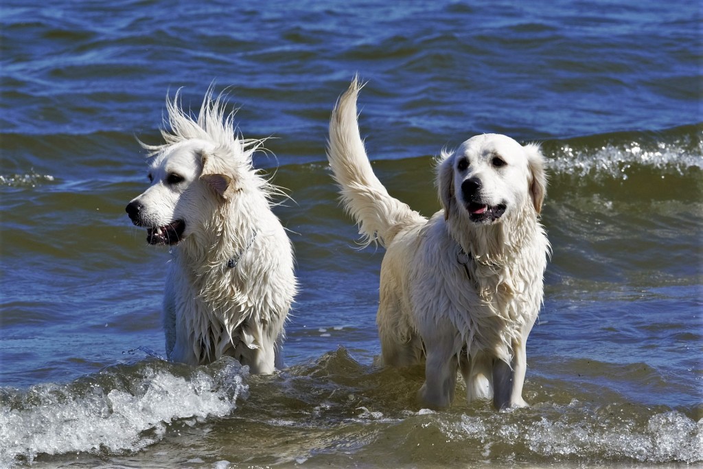 Pet Friendly Isle of Wight Holidays and Beaches - The Wight Holiday Company